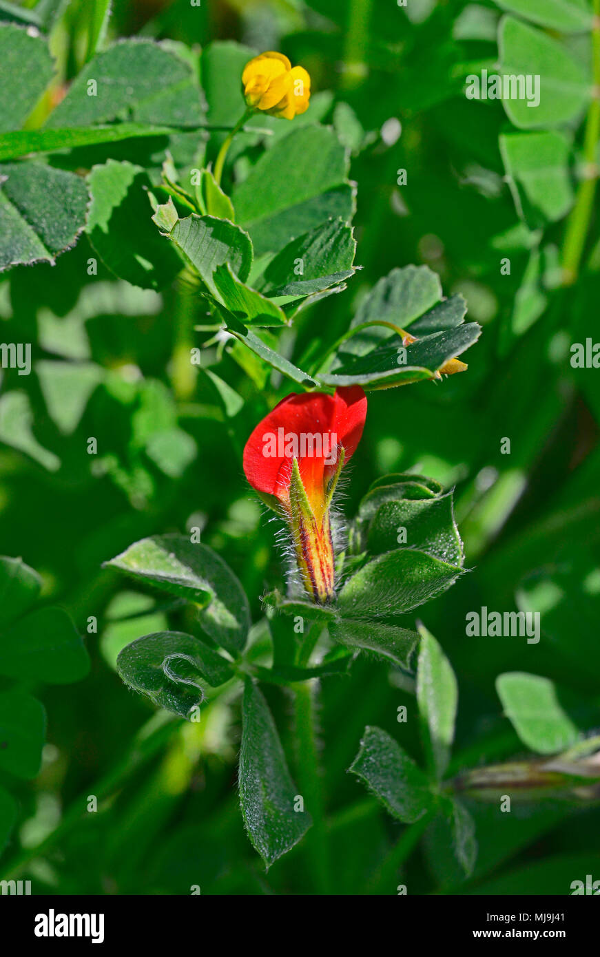 Close up of Ttragonolobus purpureus Winged Pea growing wild in the ...