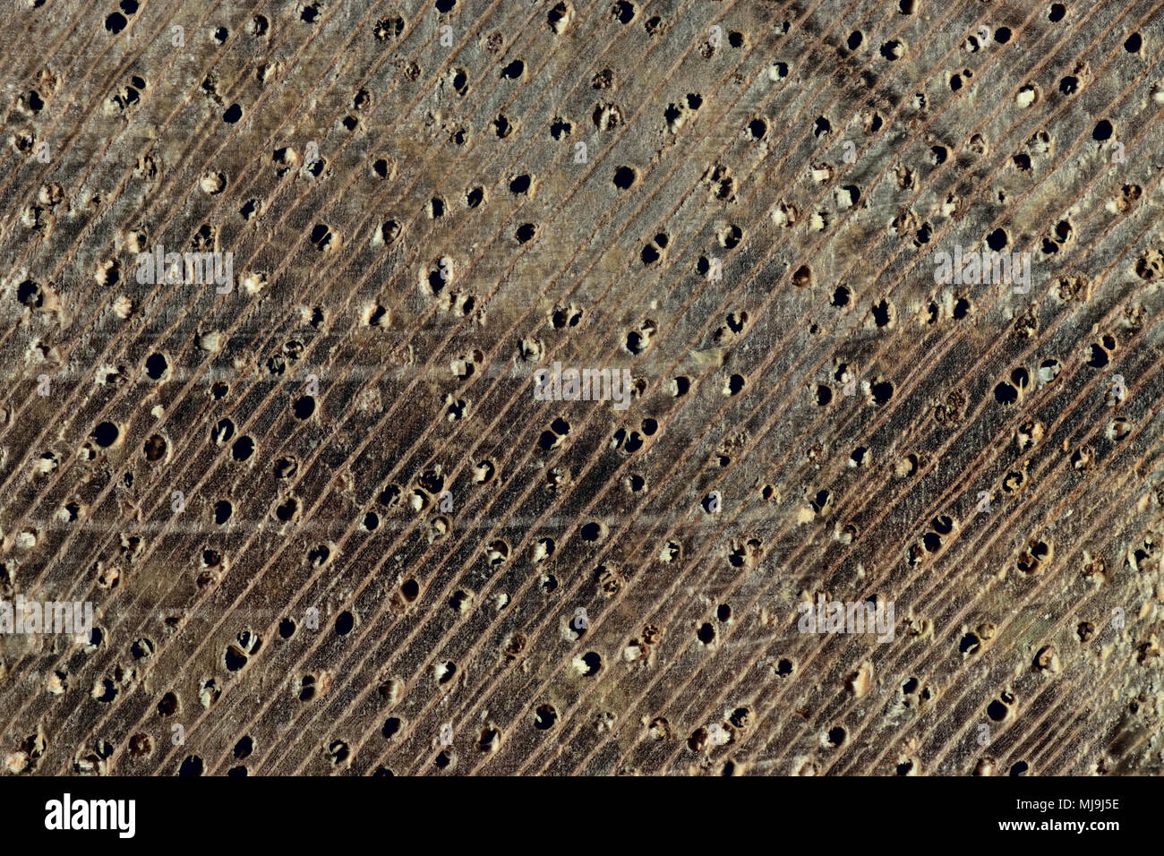 Macro photography of makore texture. Makore wood Stock Photo - Alamy