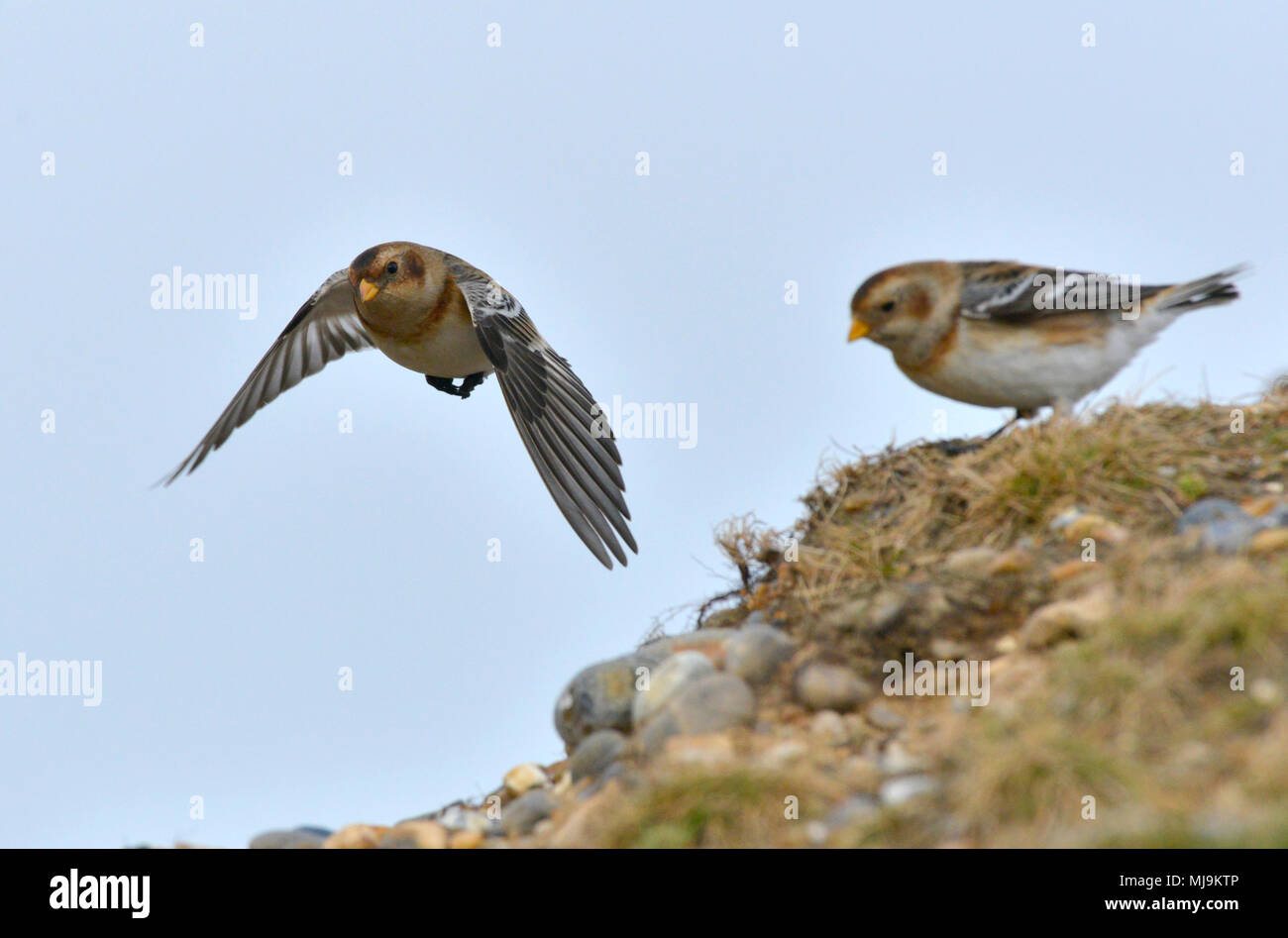 Snow bunting in flight bird hi-res stock photography and images - Alamy