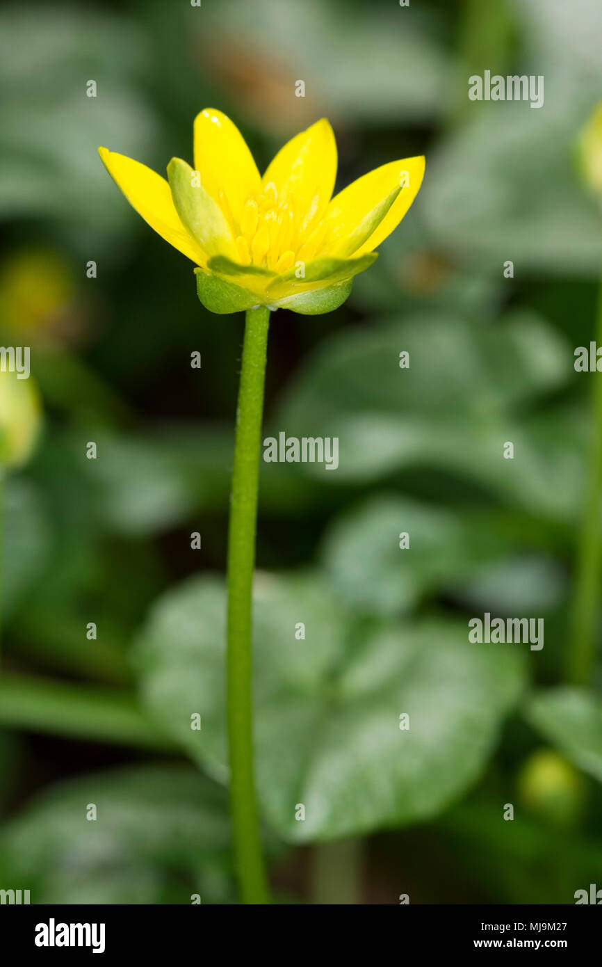 Lesser Celandine - Ranunculus ficaria, Stoke Wood, Bicester ...