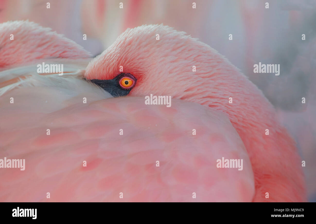 Jenna Chamberlain Stock Photos & Images from Alamy