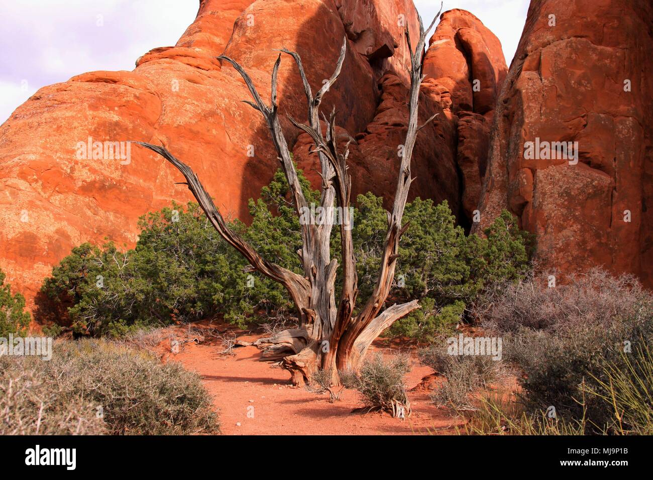 Old desert tree Stock Photo - Alamy