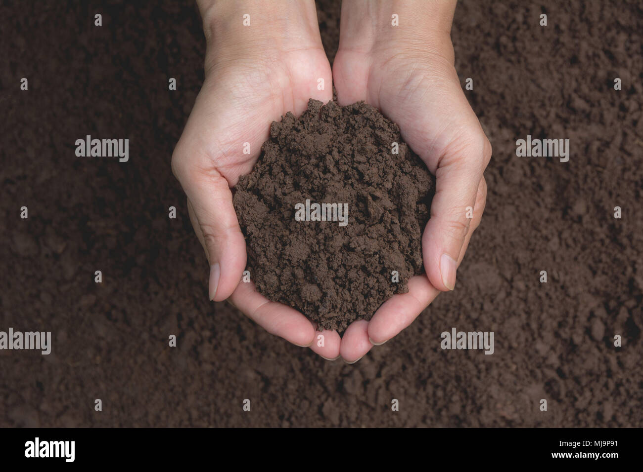Hand of male holding soil in the hands for planting Stock Photo - Alamy