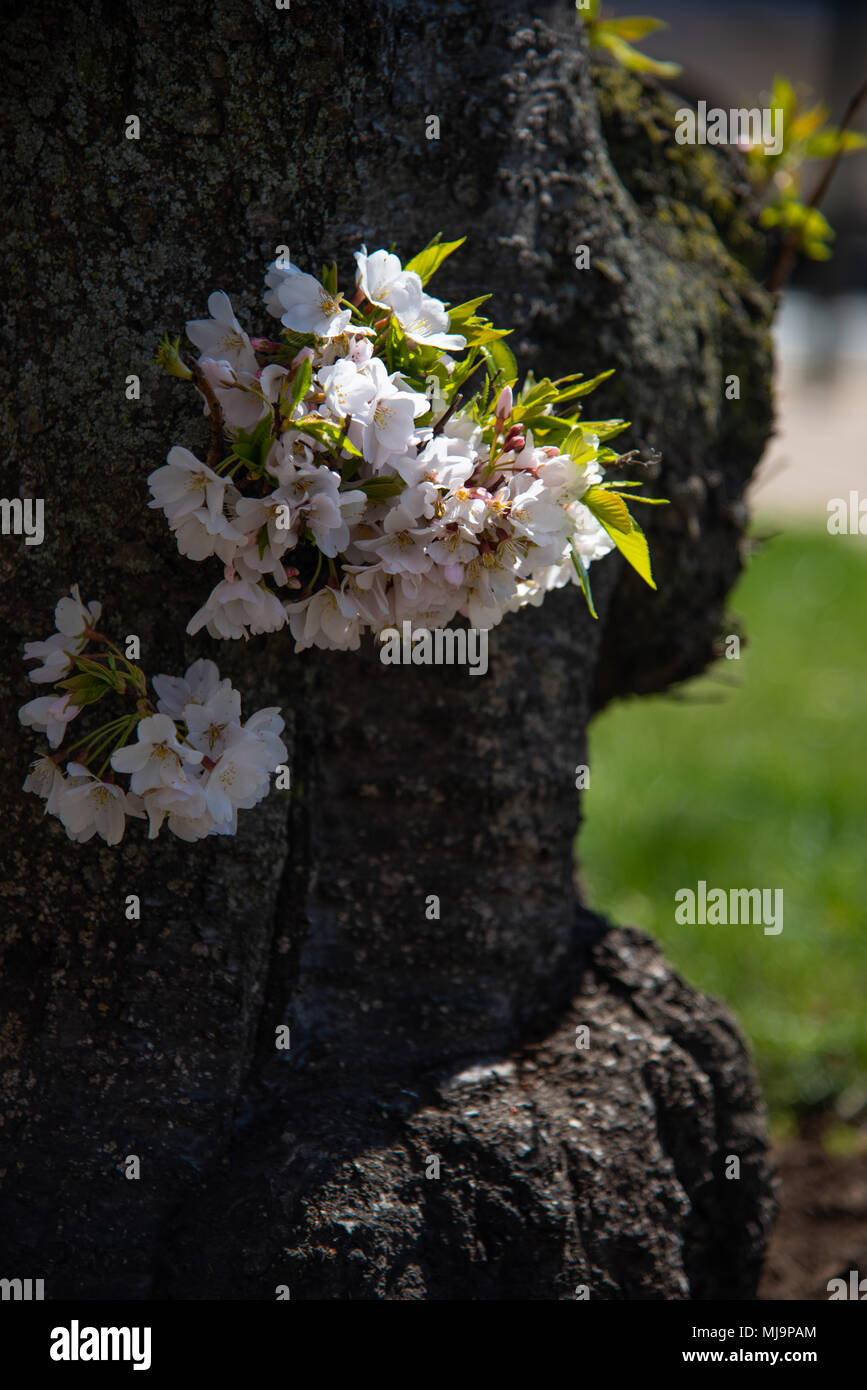 Cherry blossom tree trunk bloom hi-res stock photography and images - Alamy