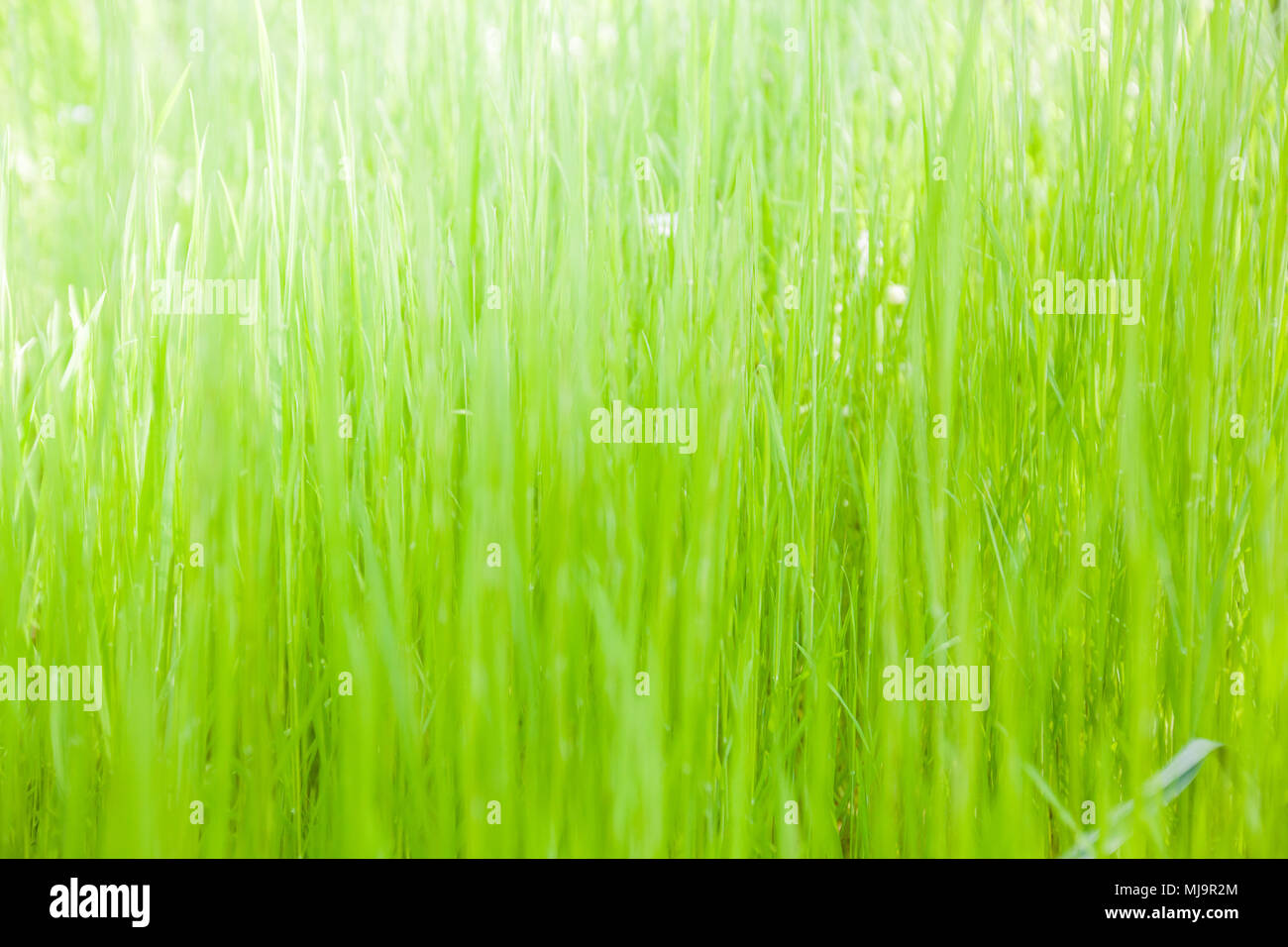 Close-up of fresh green grass with sunshine in background, nature ...