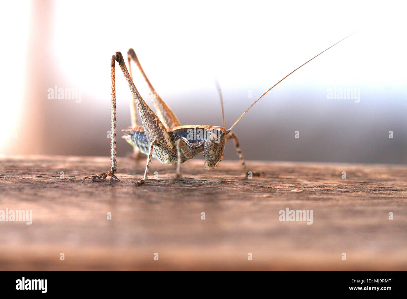 Mottled grasshopper close up hi-res stock photography and images - Alamy