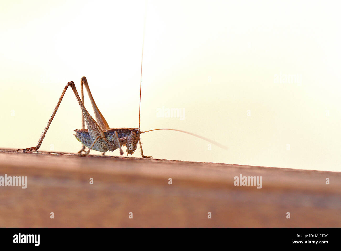 Mottled grasshopper close up hi-res stock photography and images - Alamy