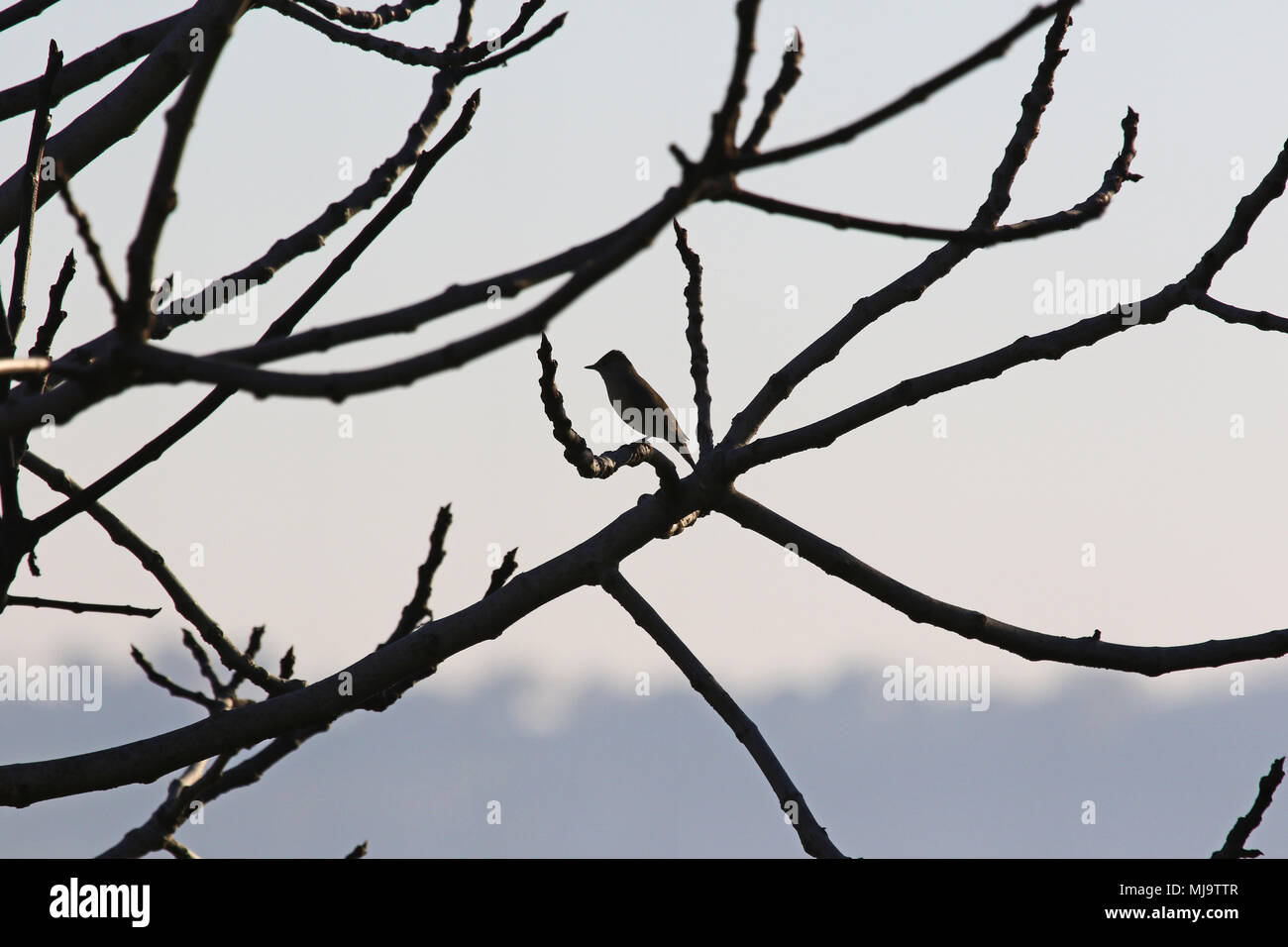 Fig tree silhouette hi-res stock photography and images - Alamy