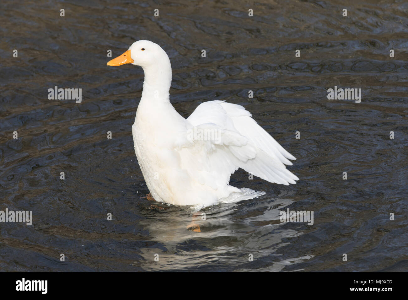 White, domestic duck, Pekin duck, rising up out of rippling water, with ...
