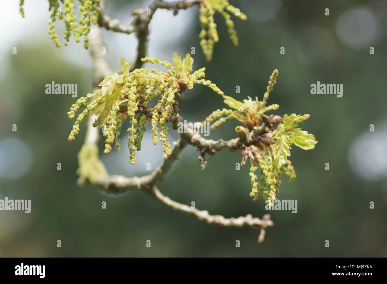 Quercus robur flower hi-res stock photography and images - Alamy