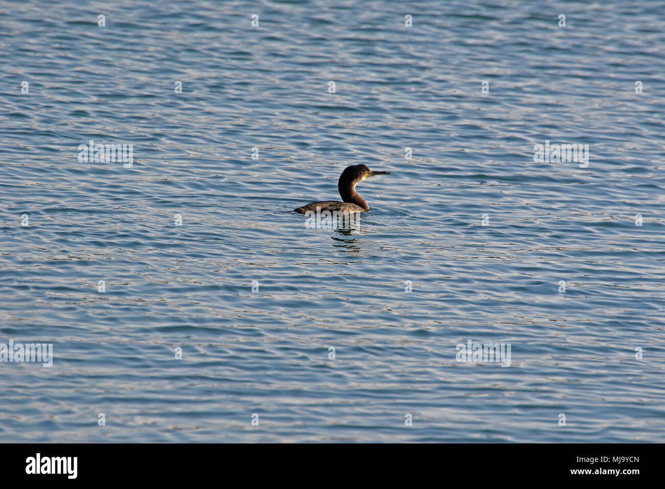 cormorant or liver bird swimming in the sea in the port of Numana near ...