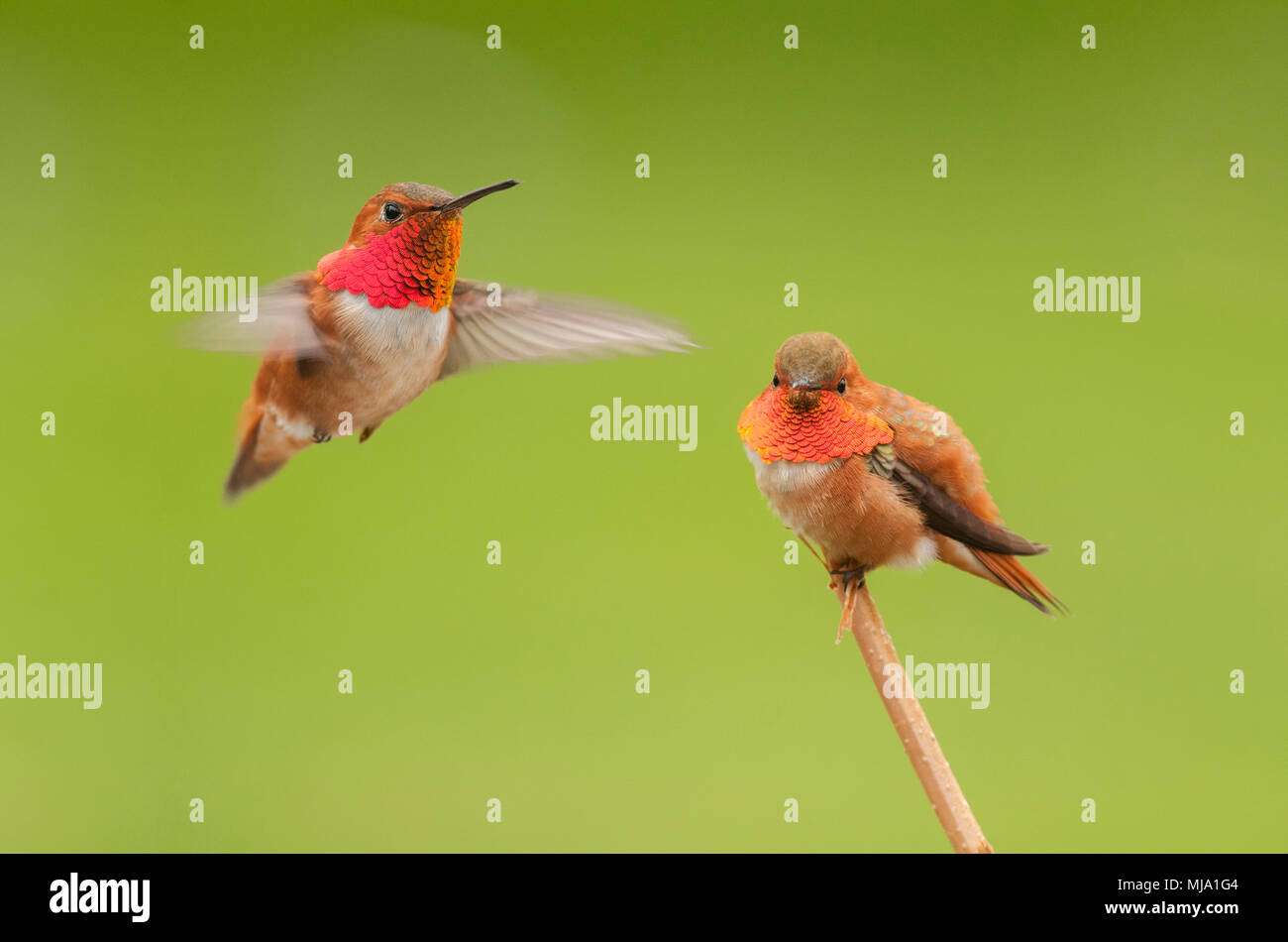 Hummingbirds, Rufous, British Columbia, Canada Stock Photo - Alamy
