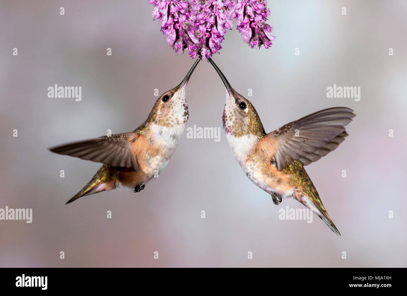 Hummingbirds, Rufous, British Columbia, Canada Stock Photo - Alamy