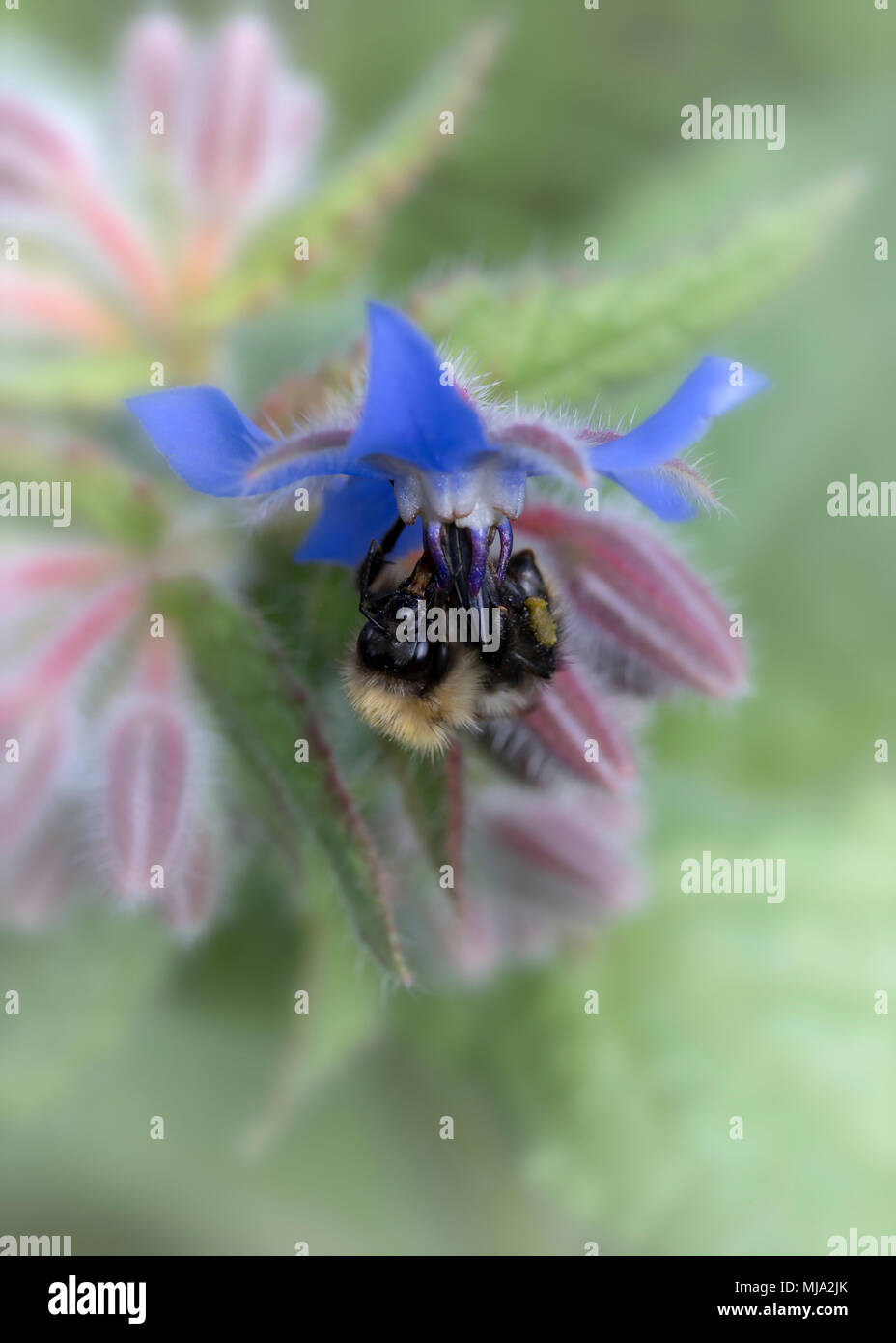Borage with Bee Stock Photo - Alamy