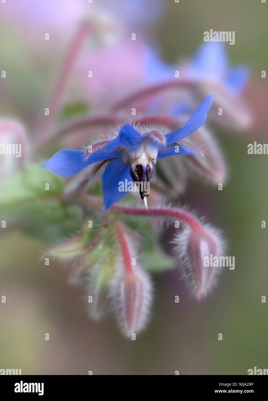 Wild borage hi-res stock photography and images - Alamy