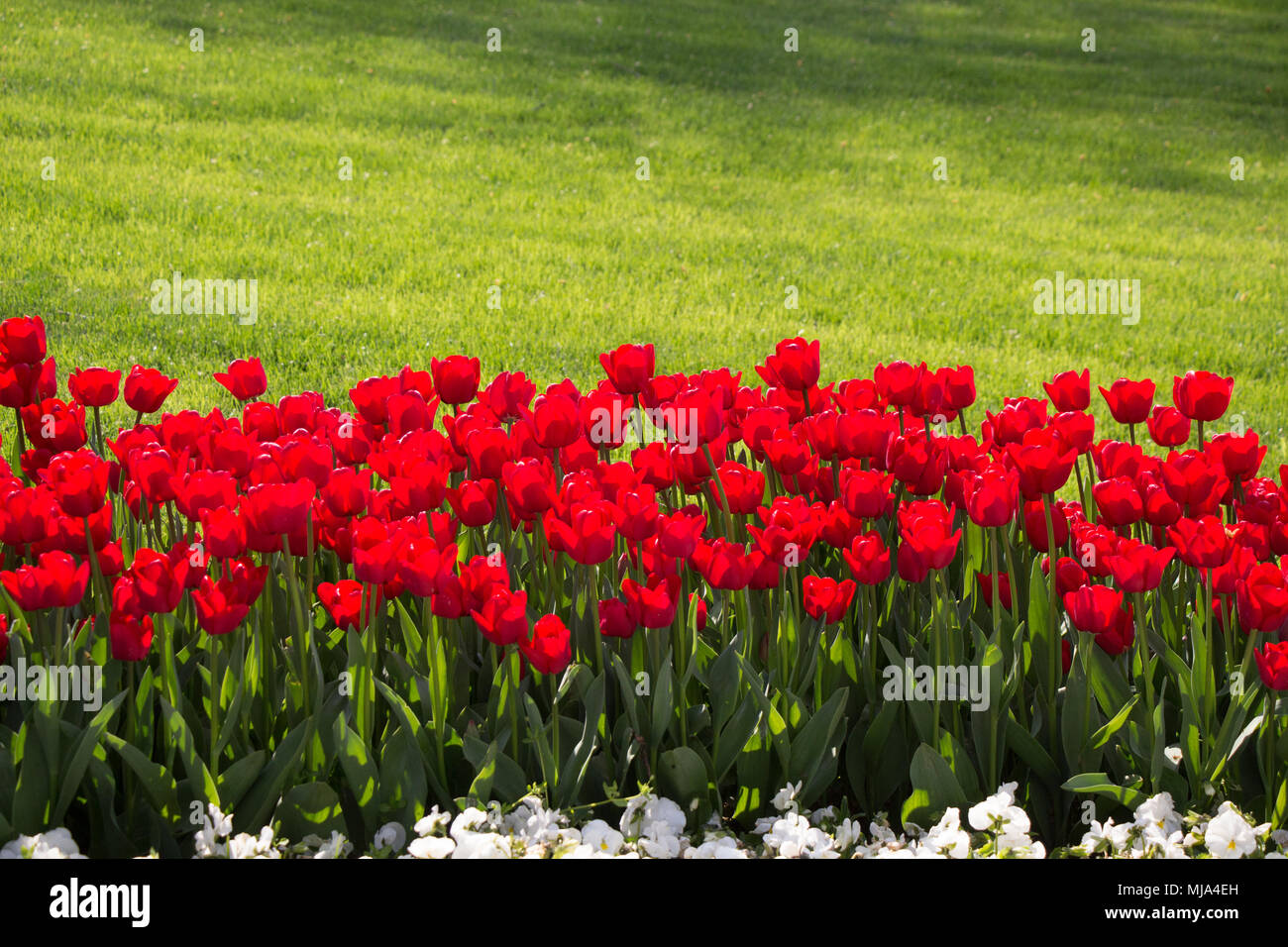 Red color Tulips Bloom in Spring in garden Stock Photo - Alamy