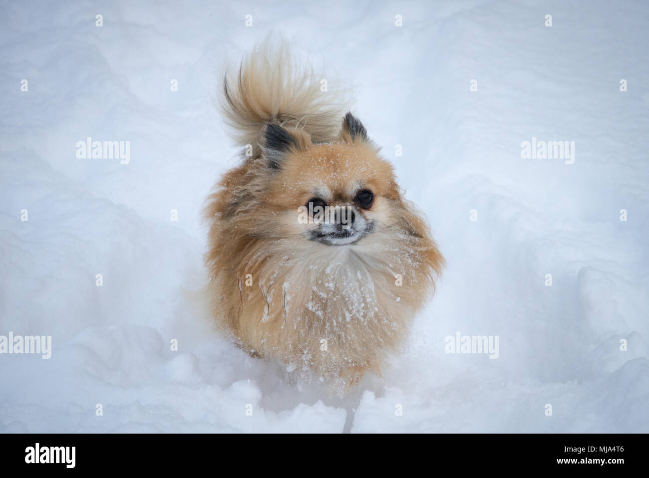 Happy As Larry Stock Photo - Alamy