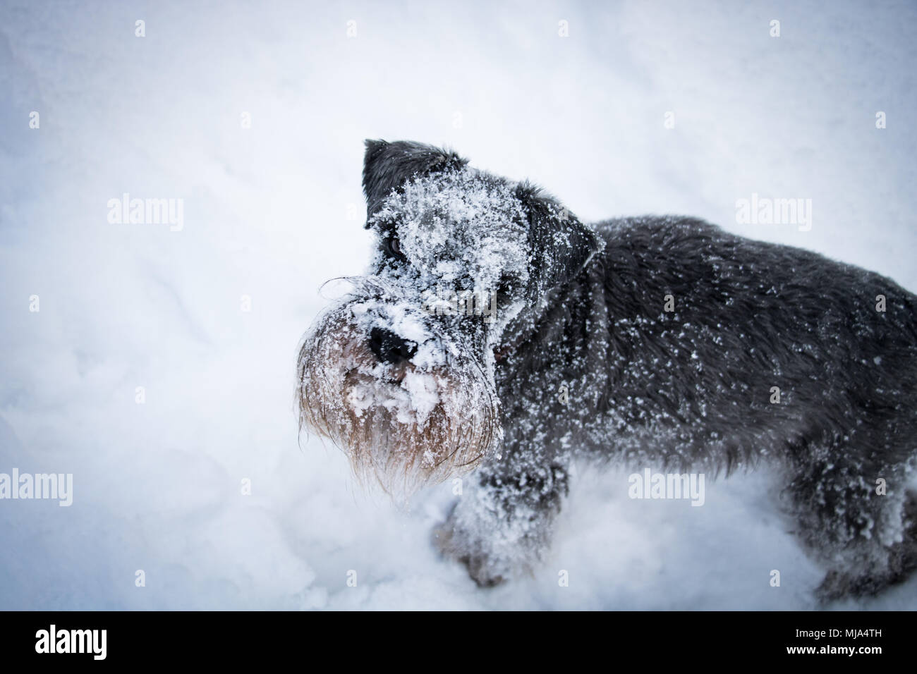 Dog hidden hi-res stock photography and images - Alamy