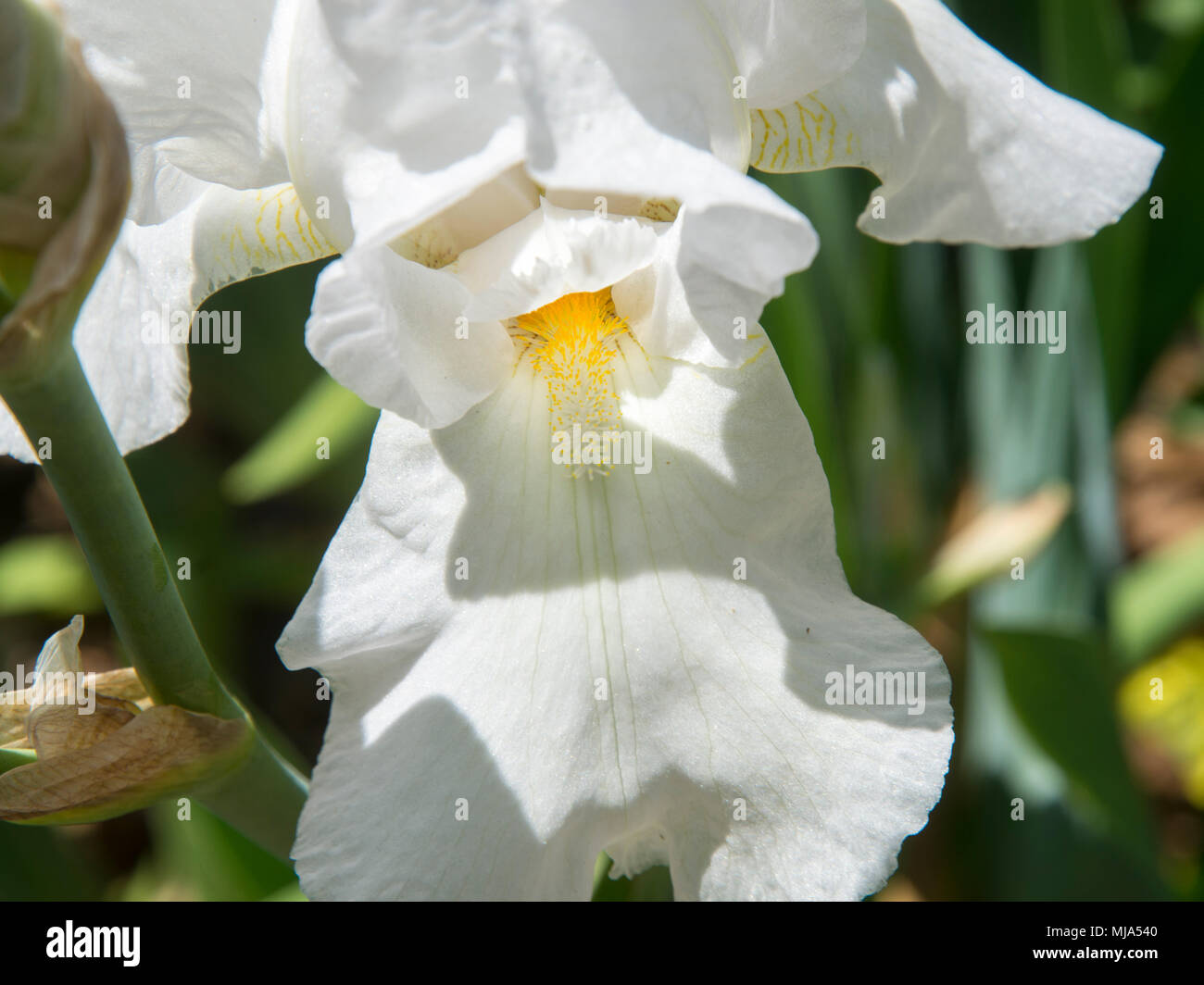 Pollen glows orange inside a White iris flower Stock Photo - Alamy