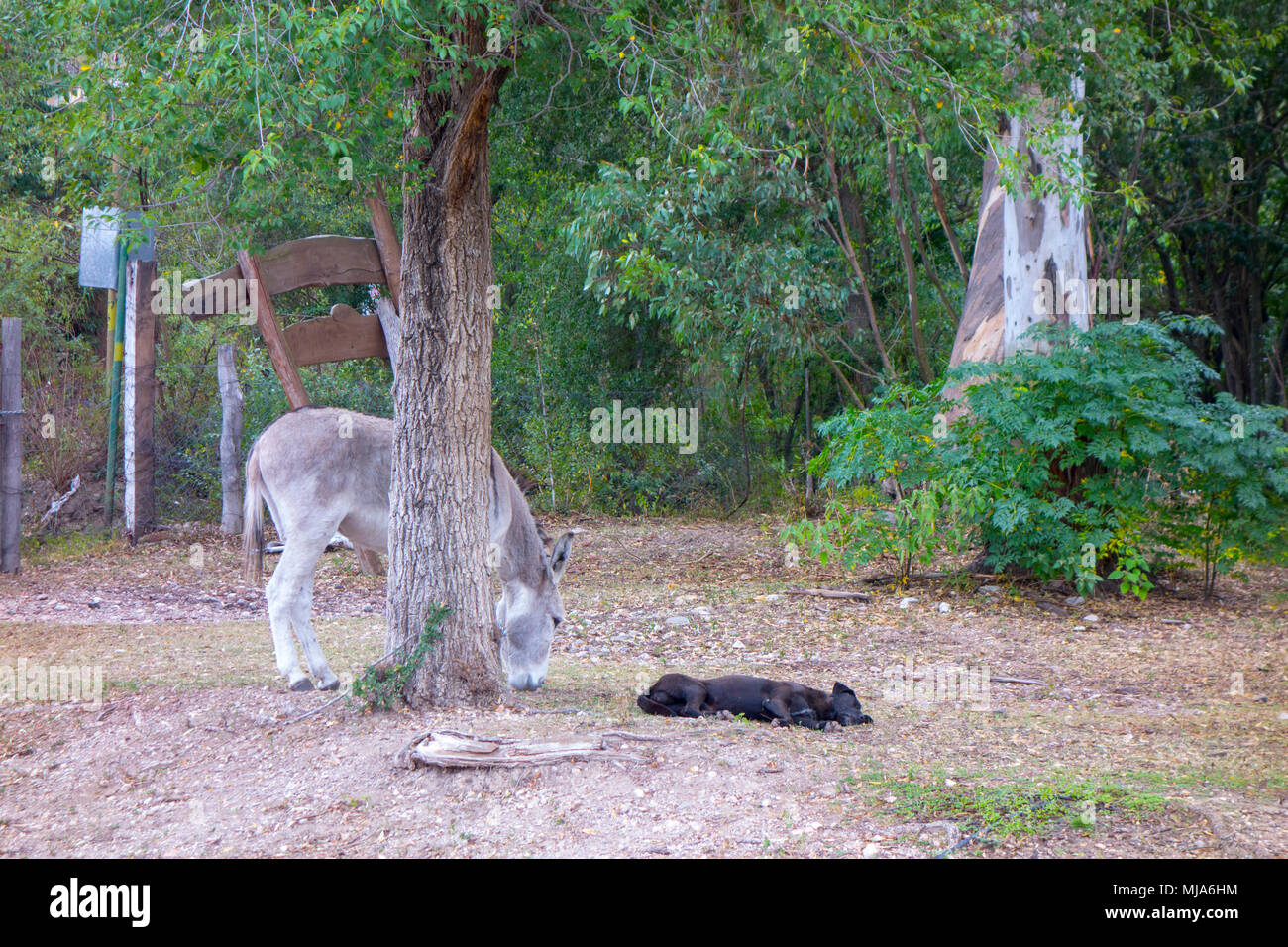 Donkey dog hi-res stock photography and images - Alamy