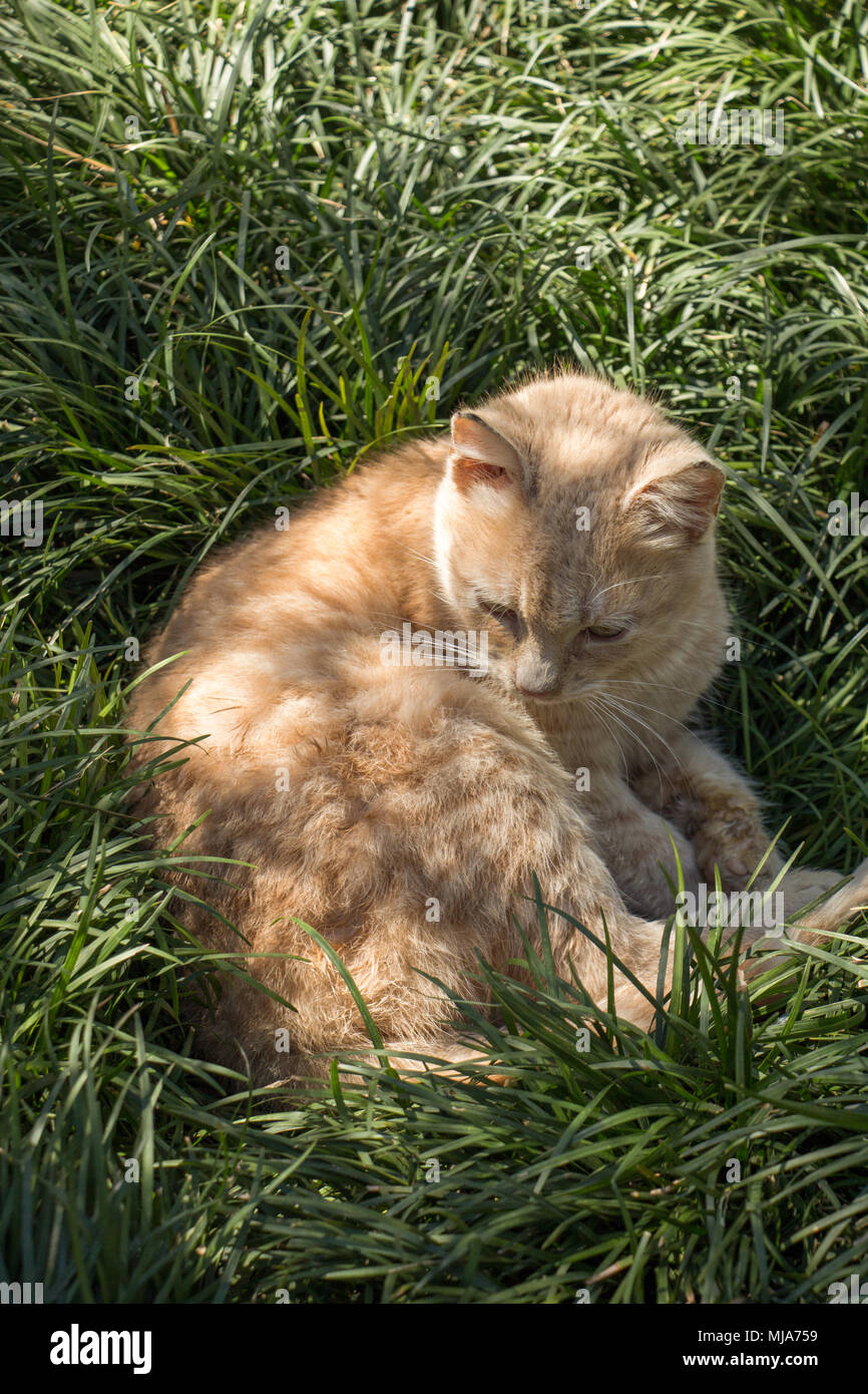 Stray cat in the street Stock Photo - Alamy