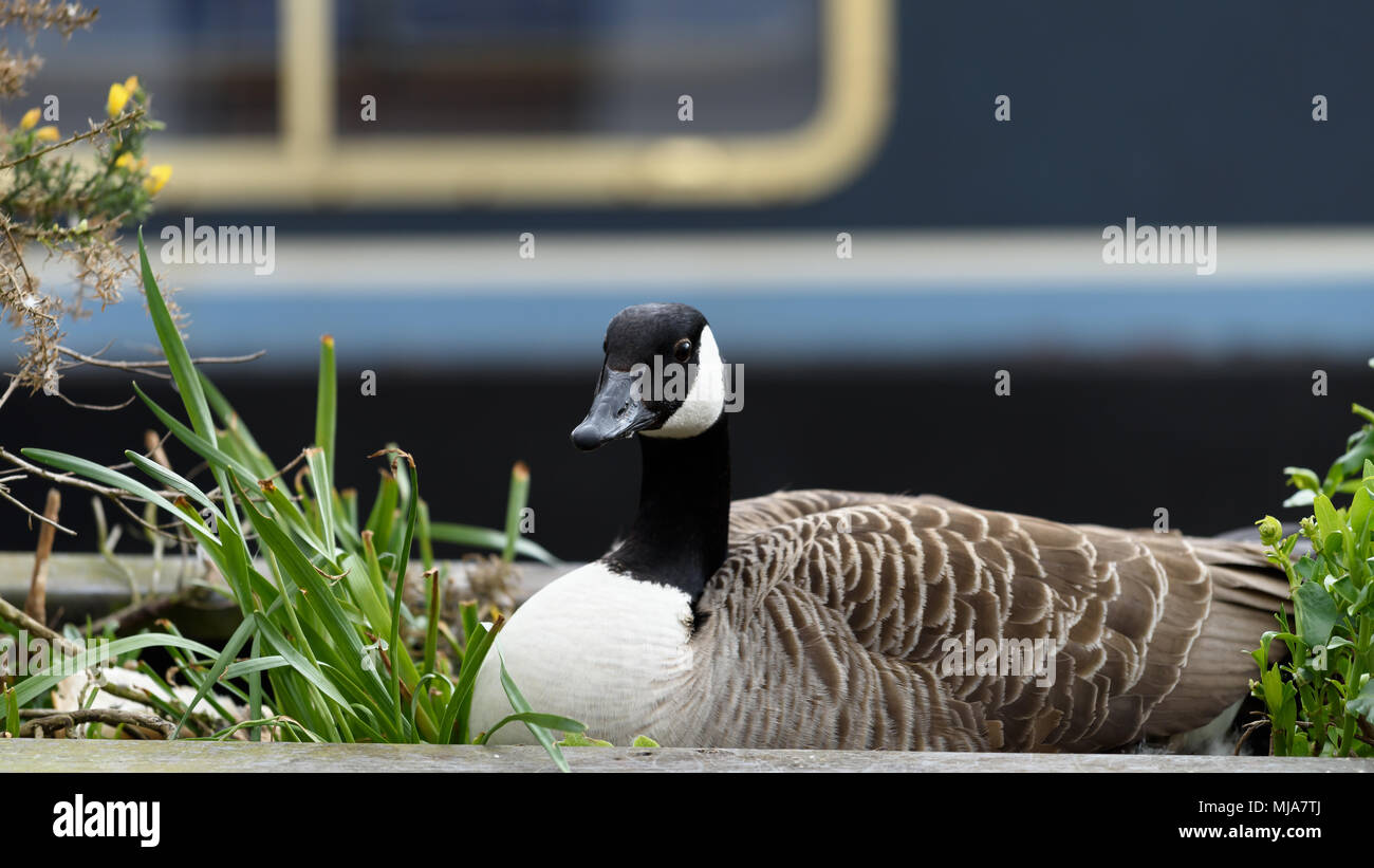 Canada goose sitting down hi-res stock photography and images - Alamy