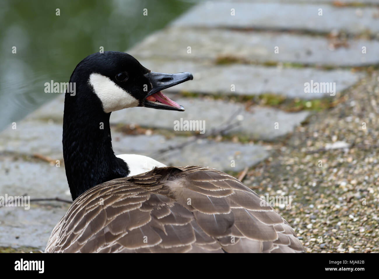 Goose Feathers High Resolution Stock Photography and Images - Alamy