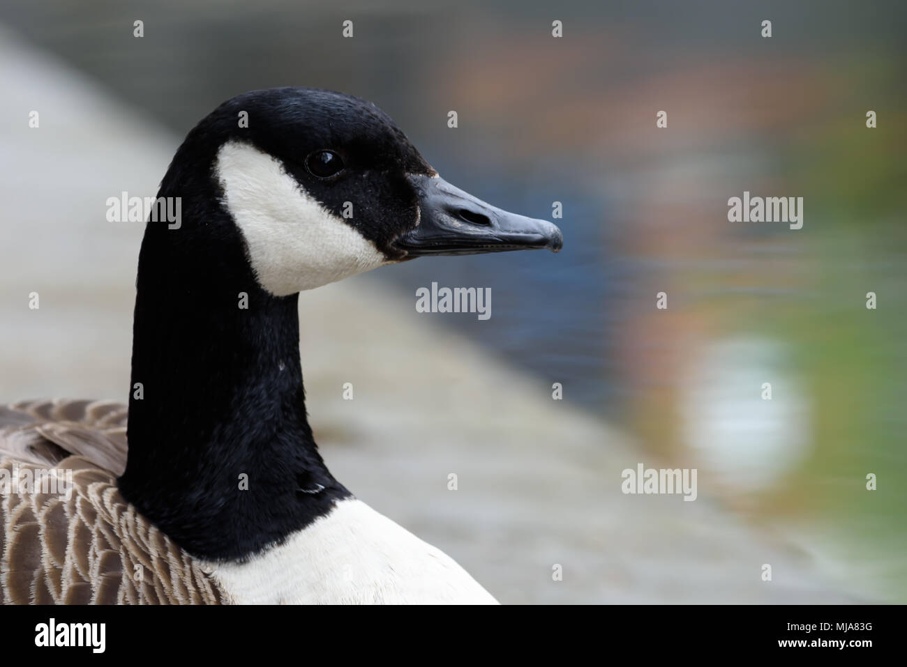 Canada goose sitting down hi-res stock photography and images - Alamy