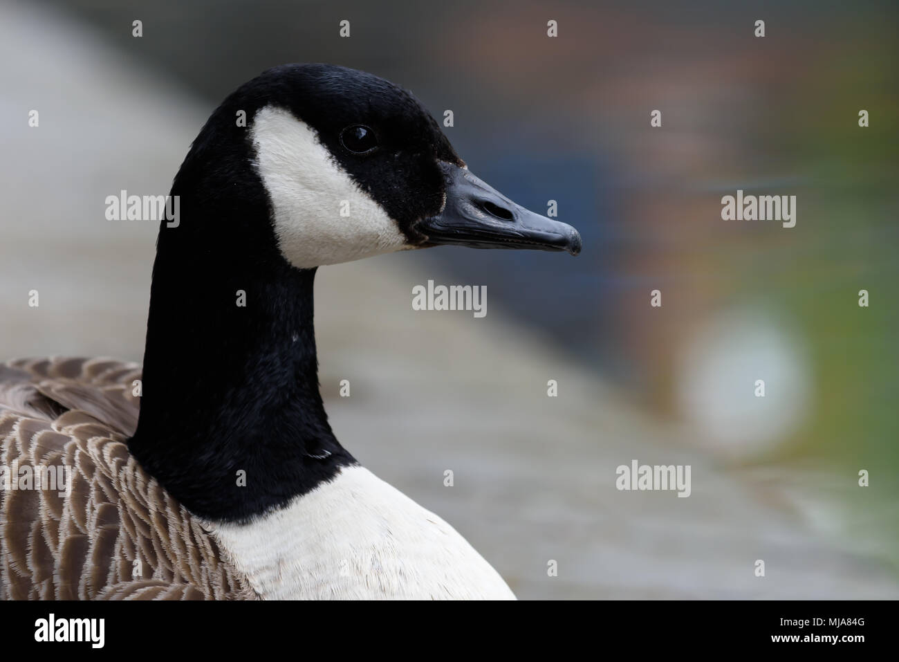 Canada goose sitting down hi-res stock photography and images - Alamy