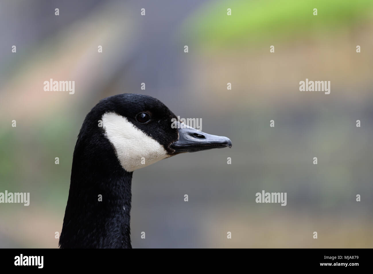 Canada goose sitting down hi-res stock photography and images - Alamy