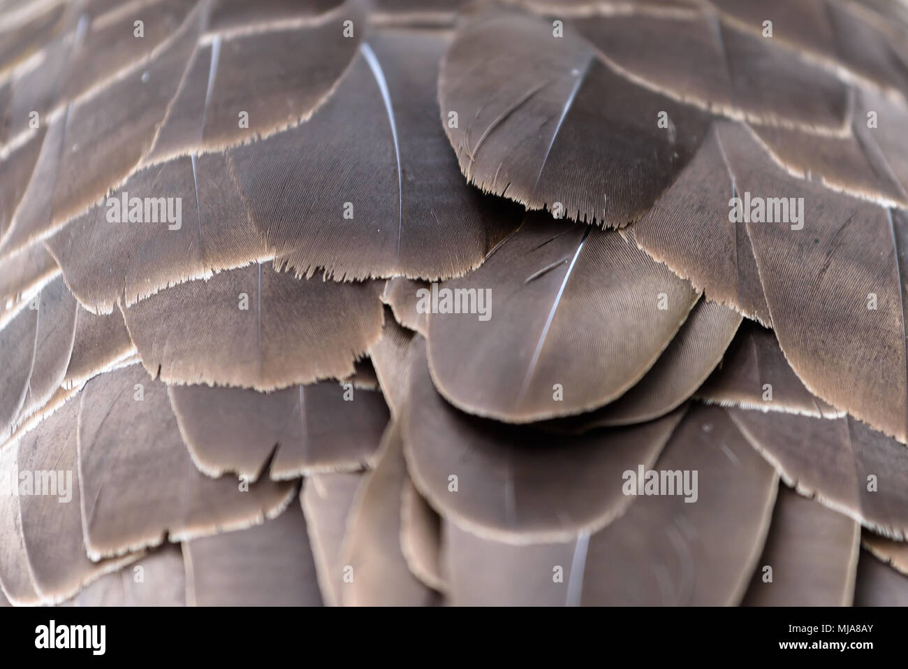 Canada goose sitting down hi-res stock photography and images - Alamy