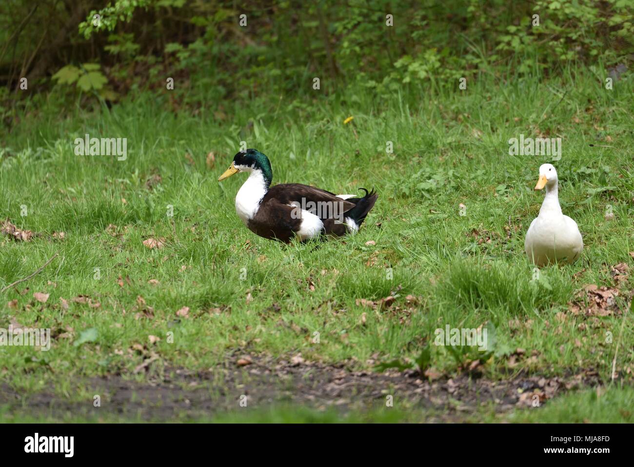 Mallard cross duck hi-res stock photography and images - Alamy
