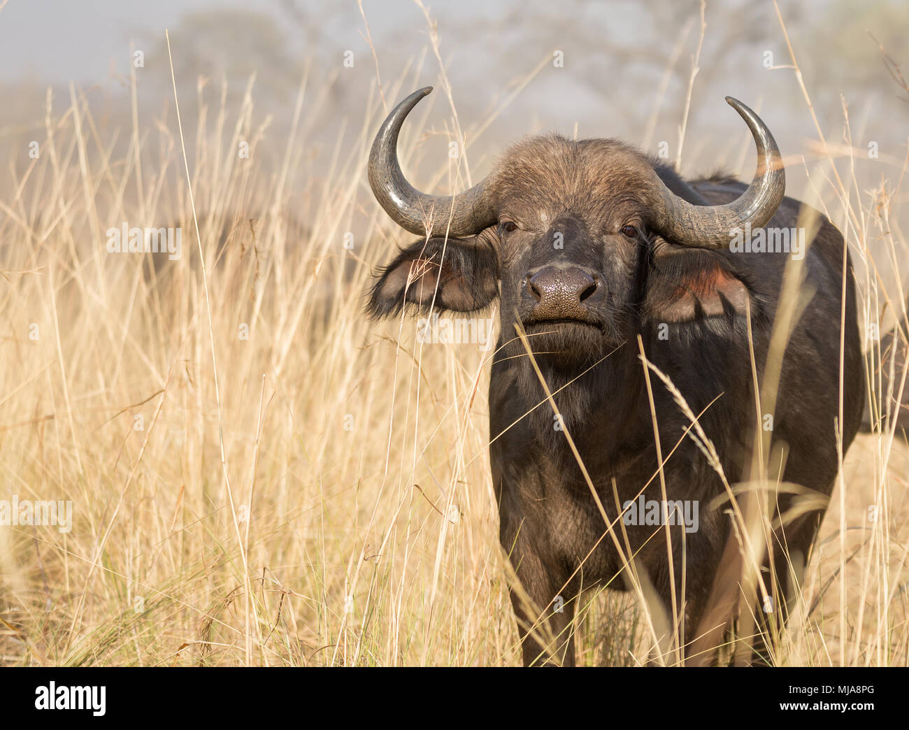 Cape buffalo (Syncerus caffer) feeds in golden long grass in the ...