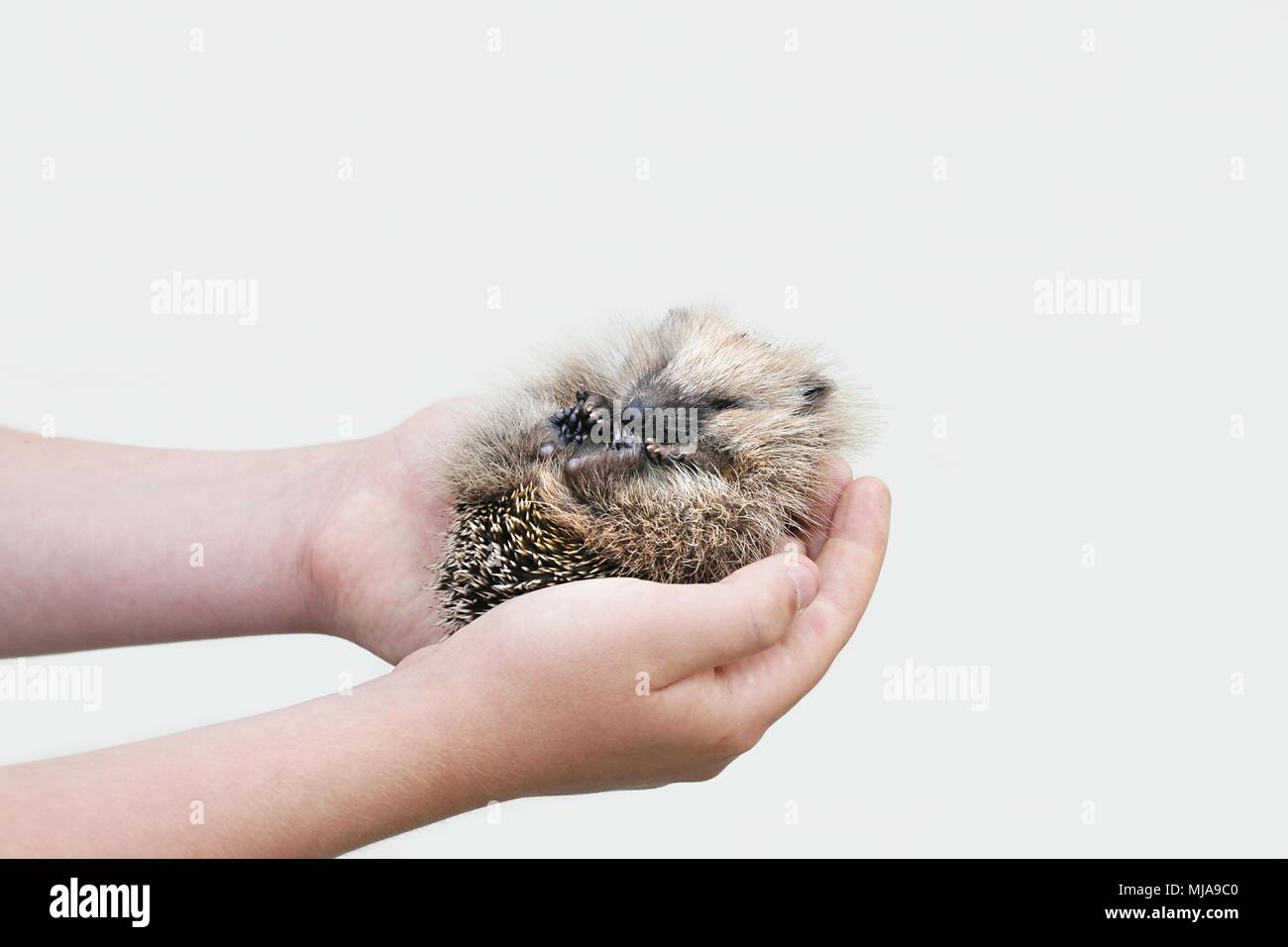Hedgehog Cub High Resolution Stock Photography and Images - Alamy