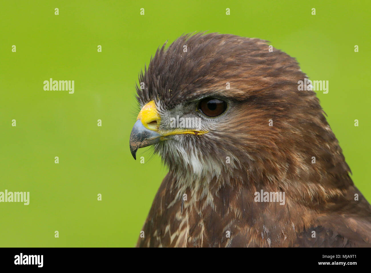 Head portrait of a Common Buzzard (buteo buteo) in the UK countryside ...