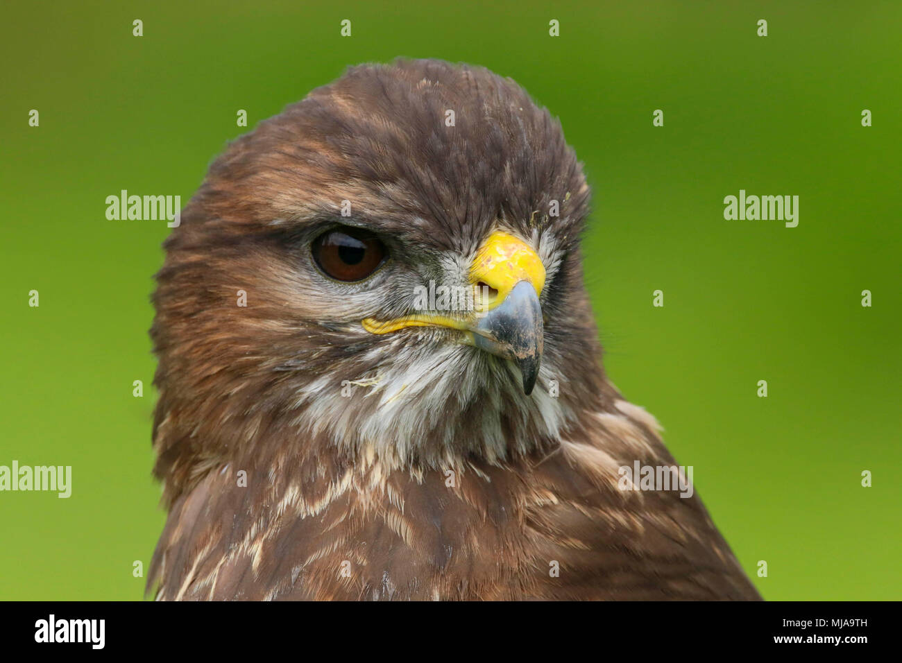 Head portrait of a Common Buzzard (buteo buteo) in the UK countryside ...