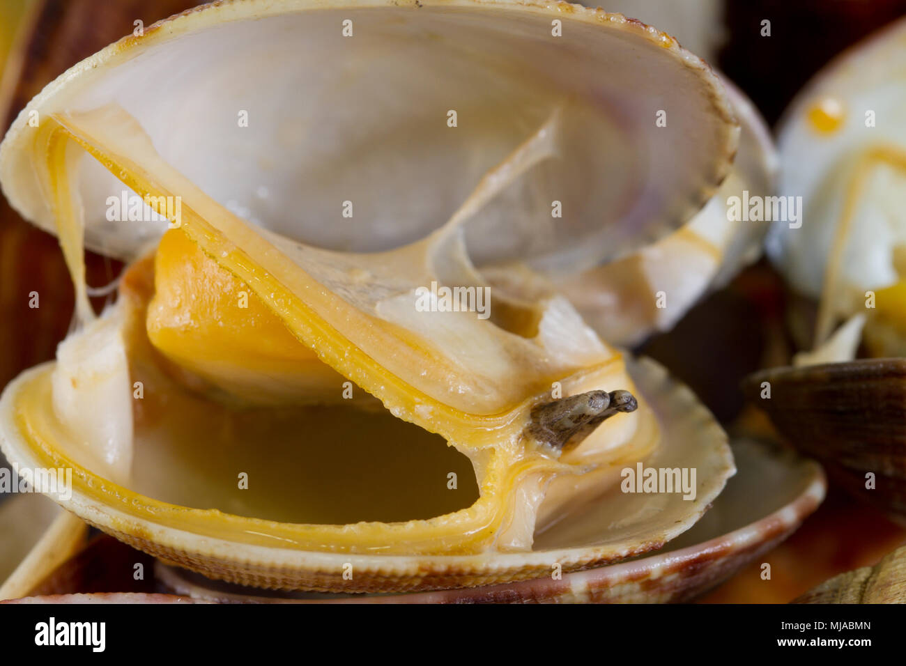 an opened boiled clam isolated closeup photo Stock Photo - Alamy