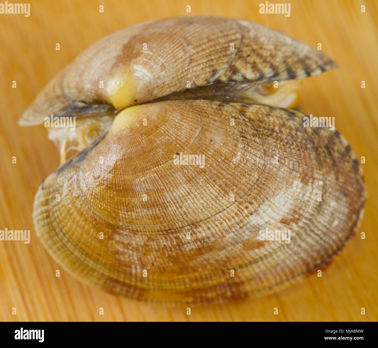 a boiled clam isolated over wood background Stock Photo - Alamy
