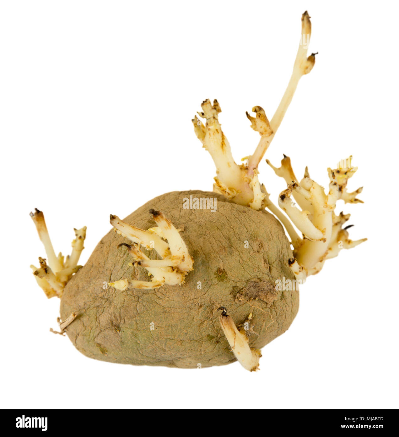 Old raw potato with roots isolated on white Stock Photo - Alamy