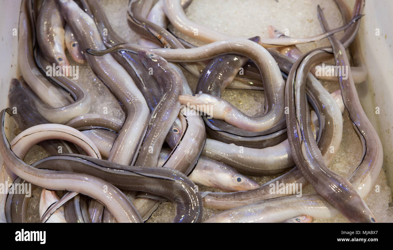Small sand eel hi-res stock photography and images - Alamy