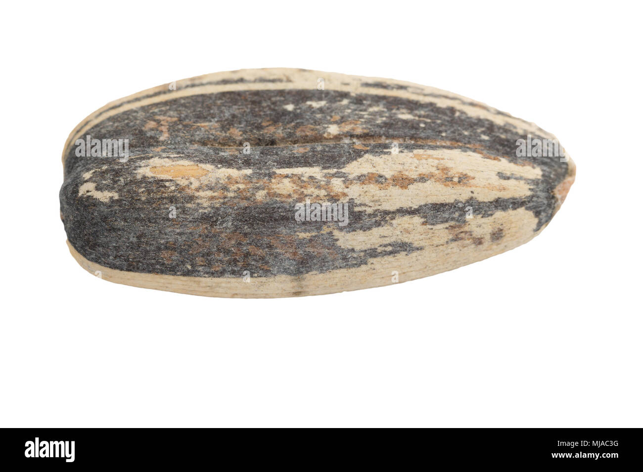 sunflower seed extreme closeup isolated on white background Stock Photo ...