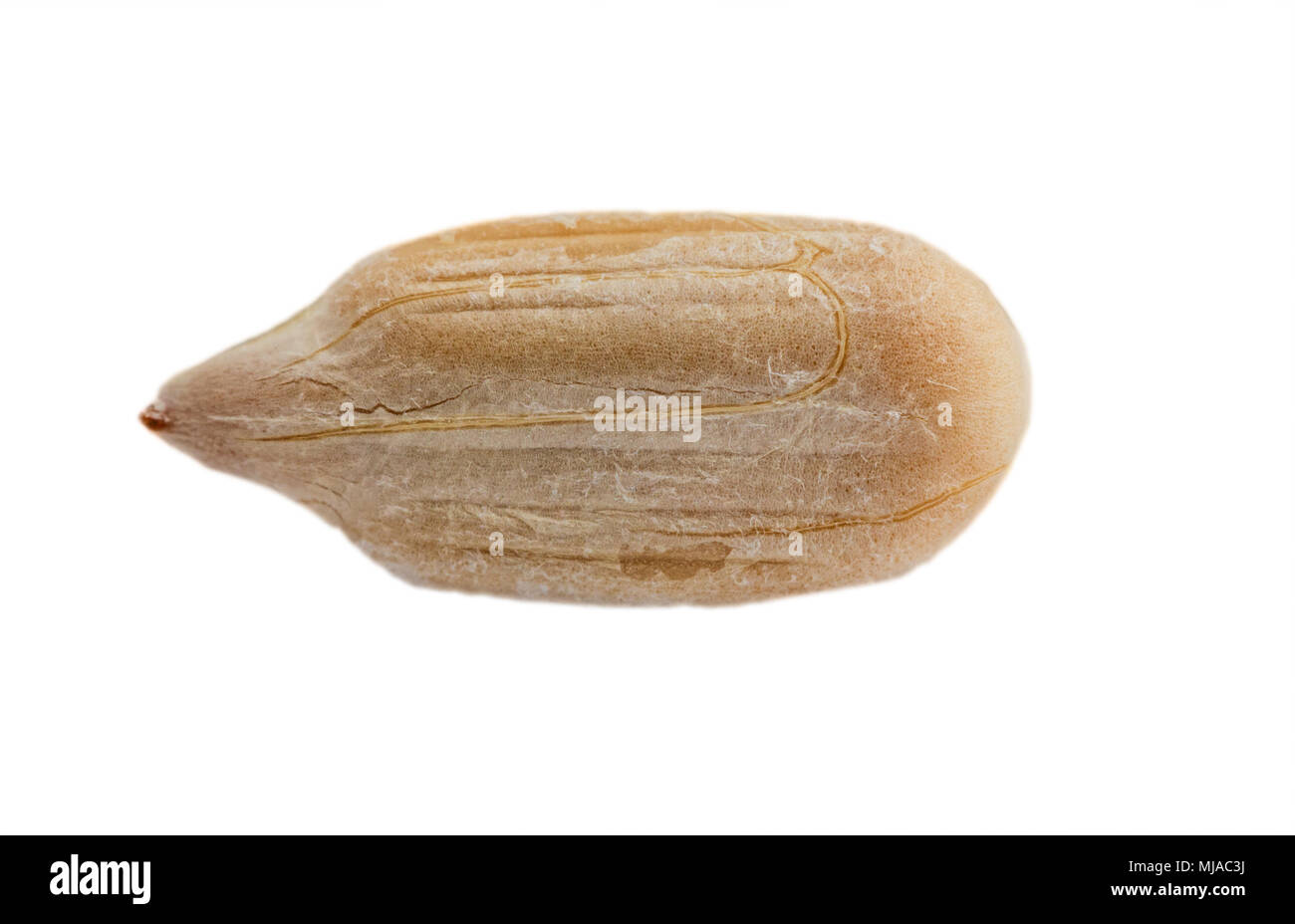 sunflower seed shell extreme closeup isolated on white background Stock ...