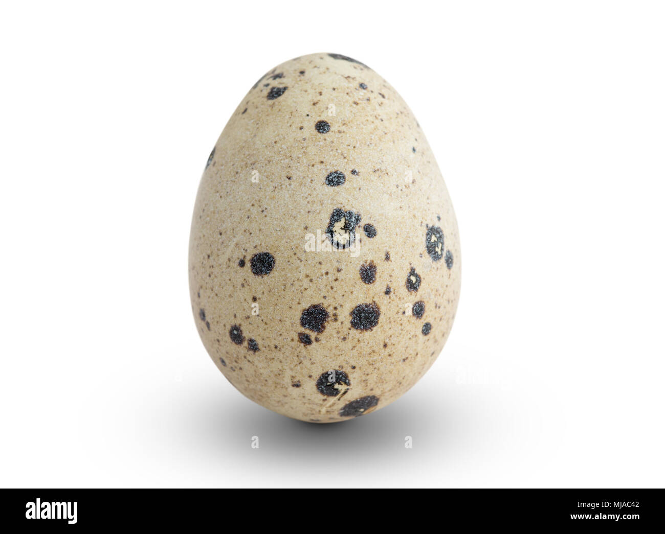 single quail egg isolated on white background Stock Photo - Alamy