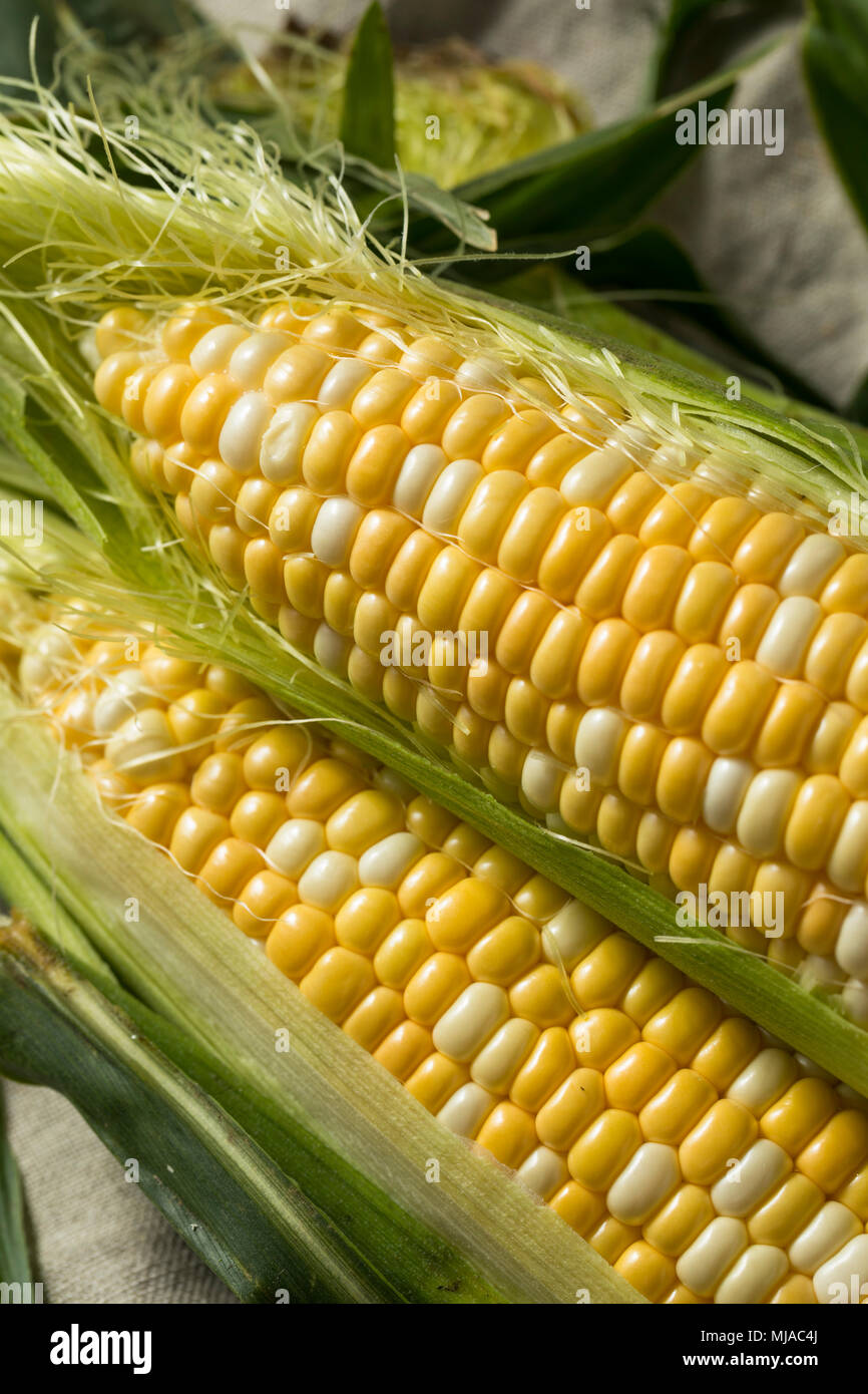Raw Yellow Corn on the Cobb in the Husk Stock Photo - Alamy