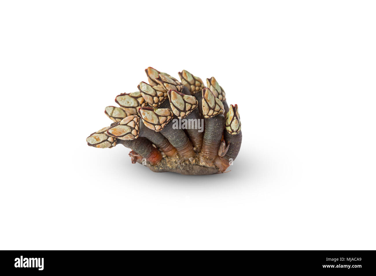 Fresh goose barnacles stuck to rock closeup, white background Stock ...