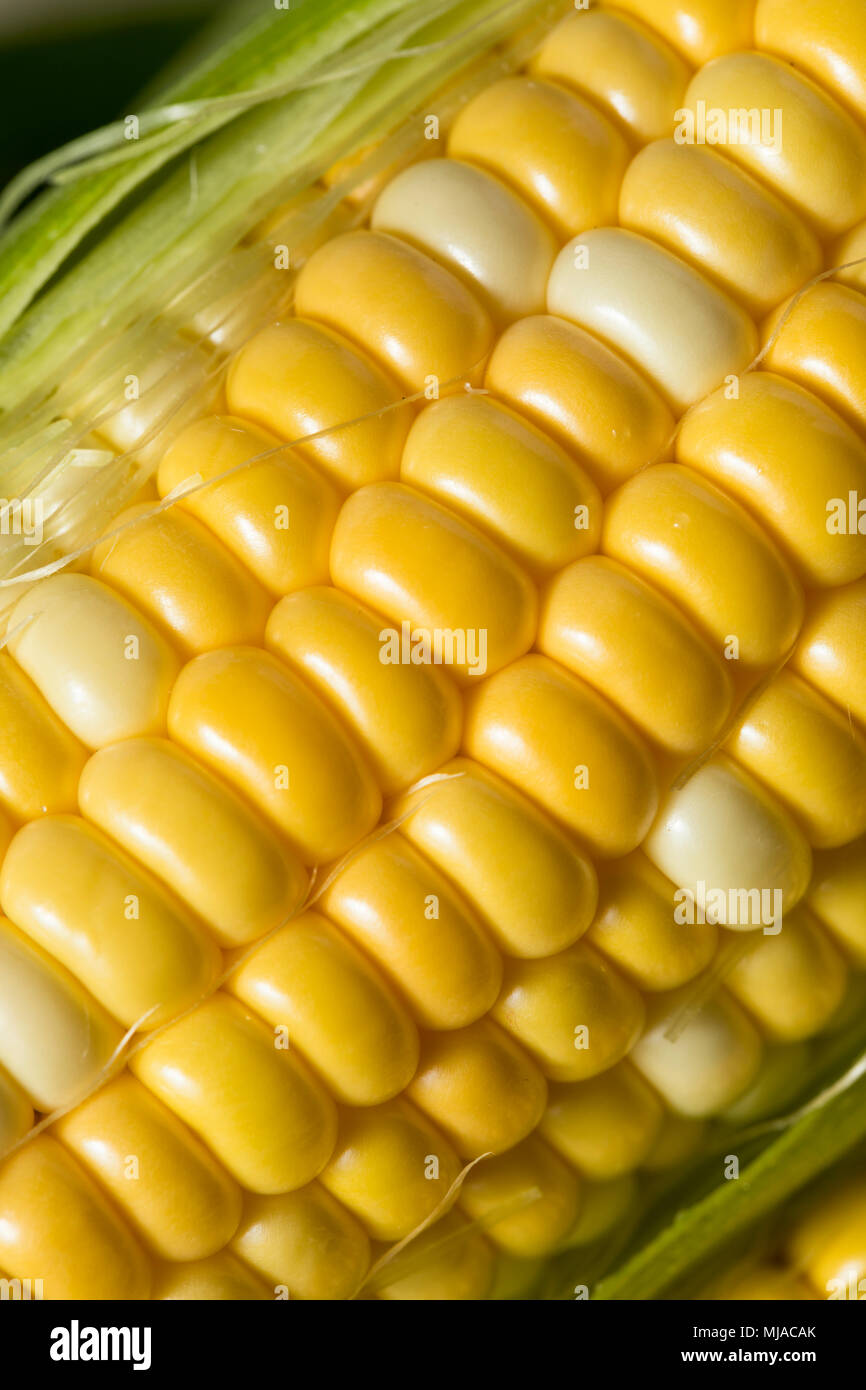 Raw Yellow Corn on the Cobb in the Husk Stock Photo - Alamy