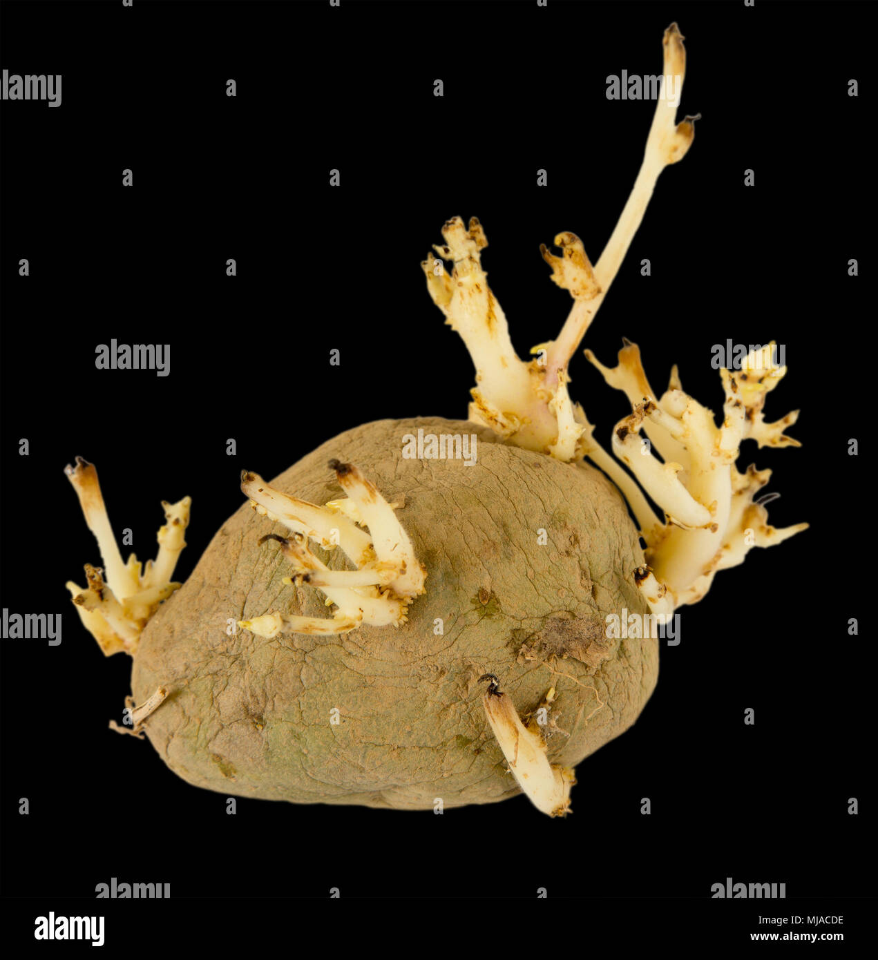 Old raw potato with roots isolated on black Stock Photo - Alamy