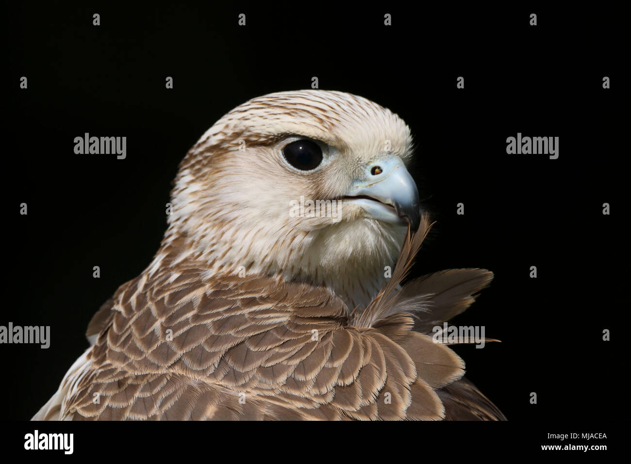 Head portrait of a saker falcon (falco cherrug) on a black background ...