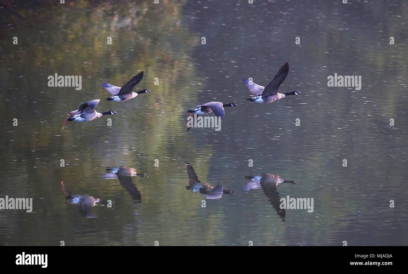 Canadian geese (Branta canadensis) flying over water with reflections ...
