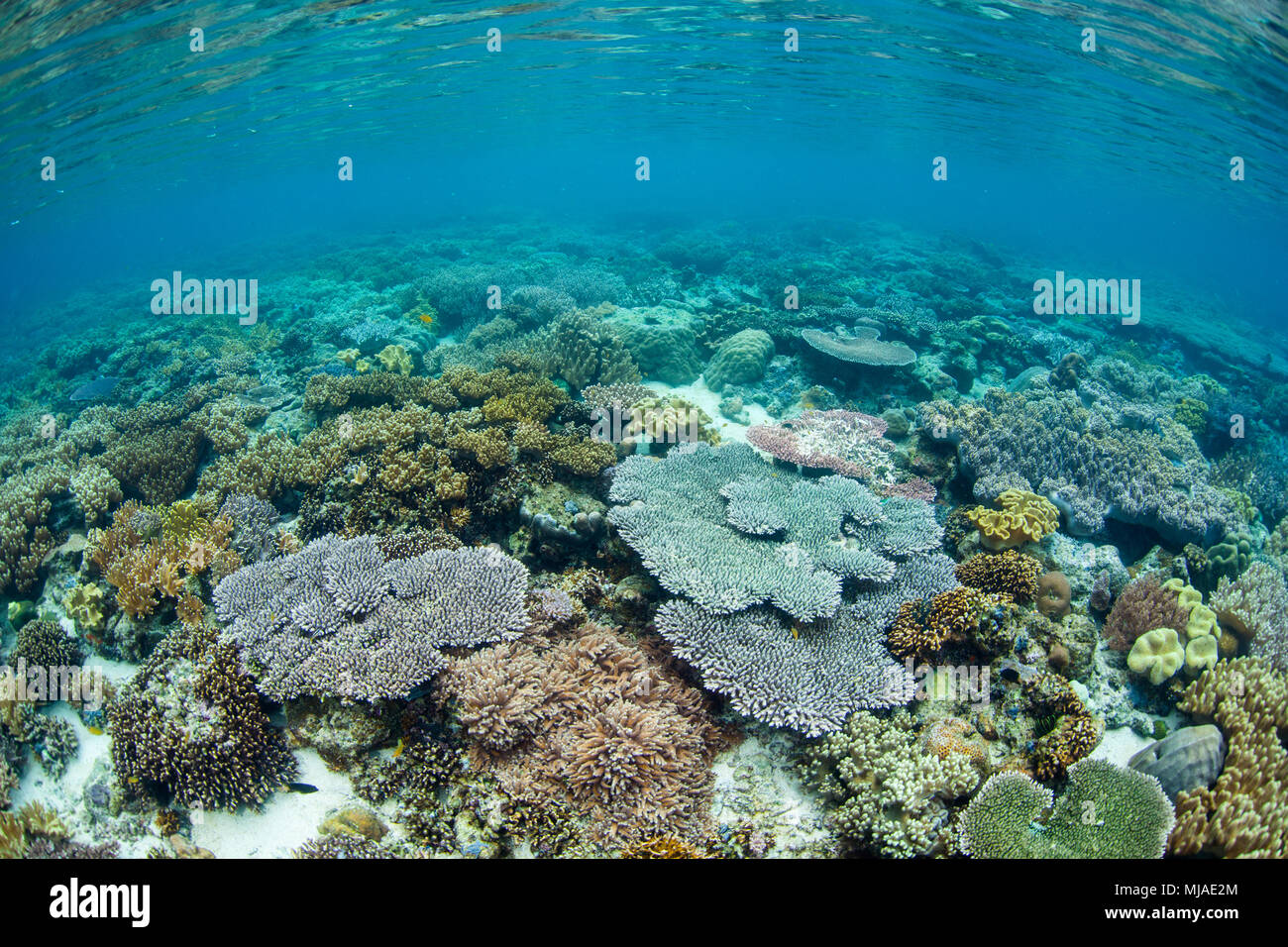 A beautiful coral reef thrives in Raja Ampat, Indonesia. This remote ...